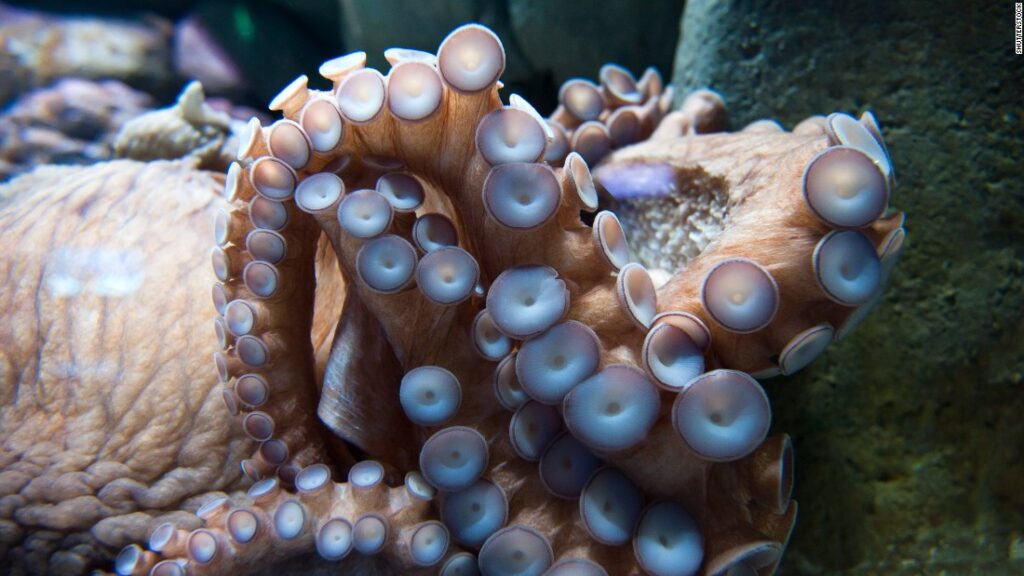 Trypophobia Mendocino High Schools Inside Voice